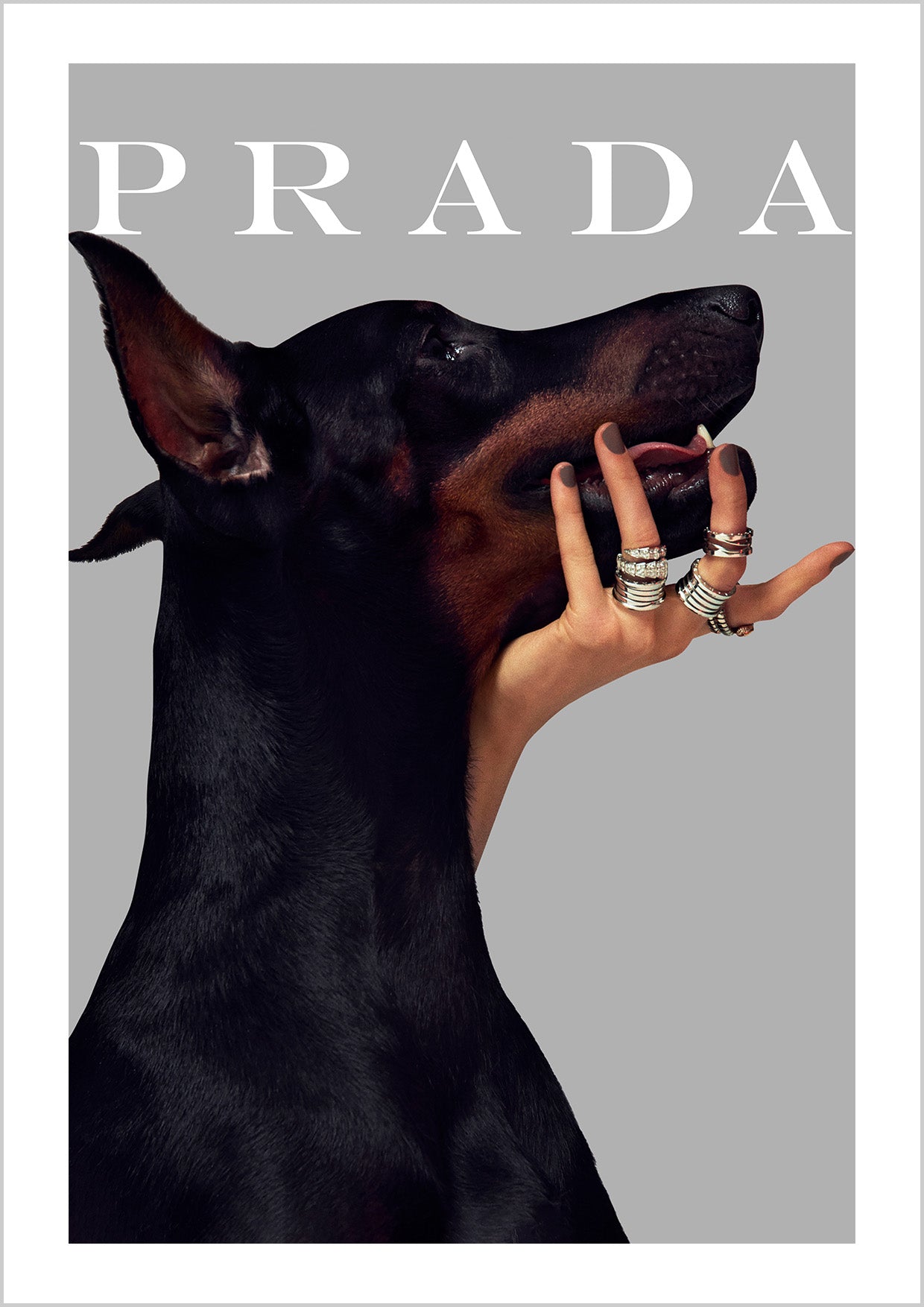 Dobermann Prada Fashion Poster